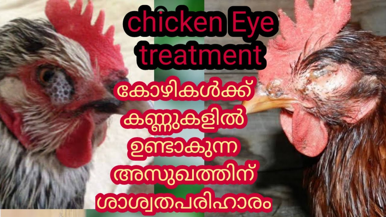 Coryza Chicken Swollen Eye Treatment at David Rogge blog