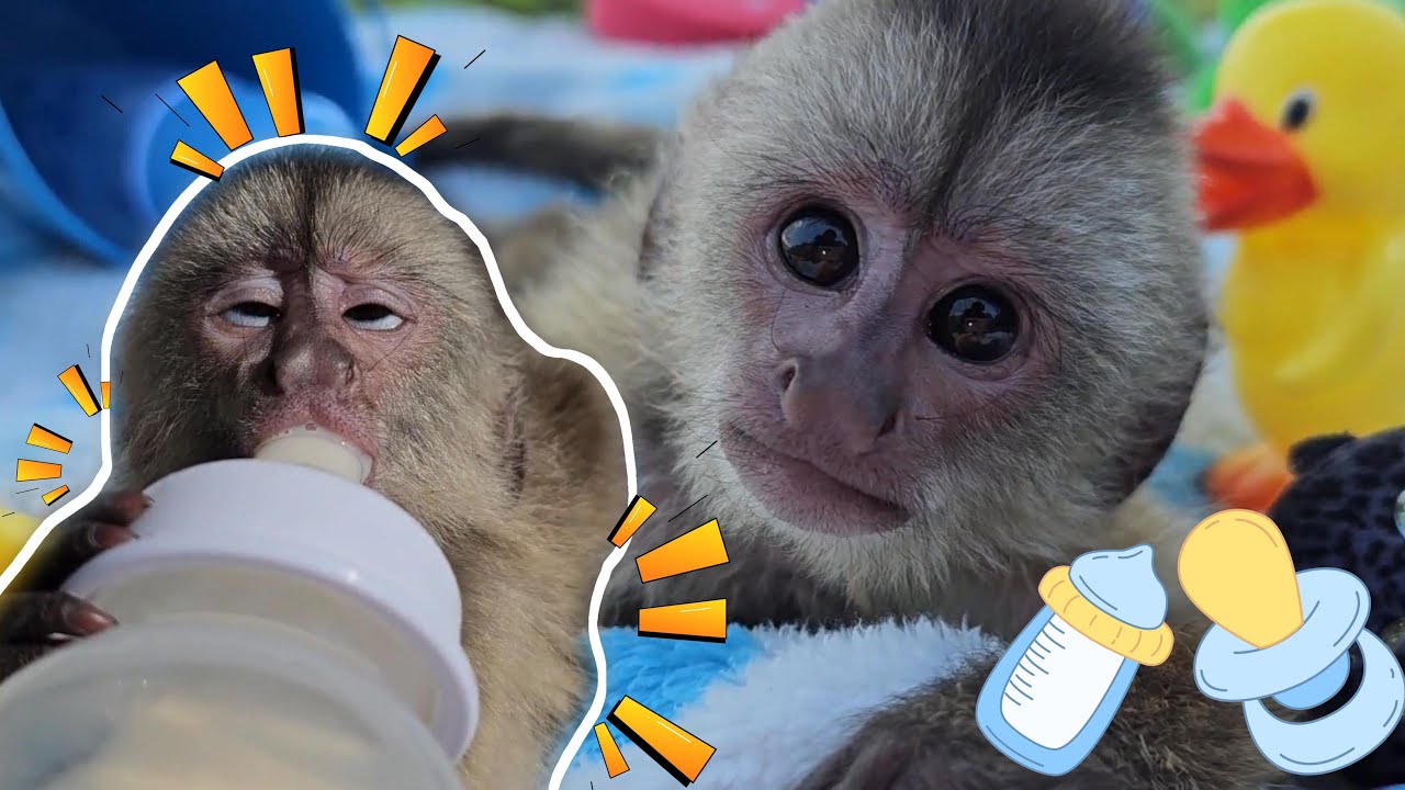 Kuky the baby monkey takes his bottle and then goes to play - YouTube