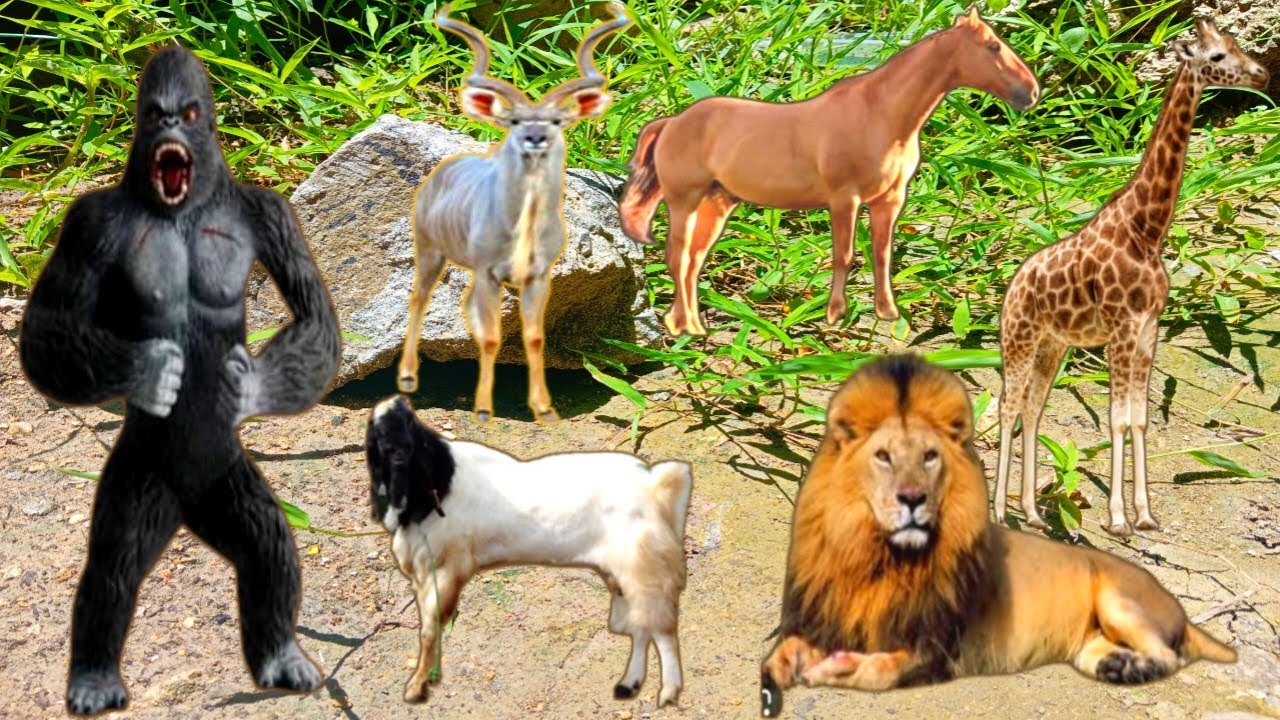 Belajar Hewan : Rusa, Jerapah, Kuda, dan Kambing. - YouTube