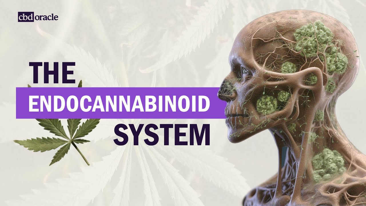 The Endocannabinoid System Explained - YouTube