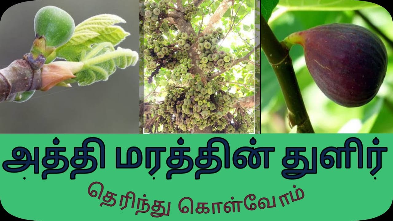 Fig tree in tamil | Athi maram | அத்தி மரத்தின் துளிர் | Bible study ...