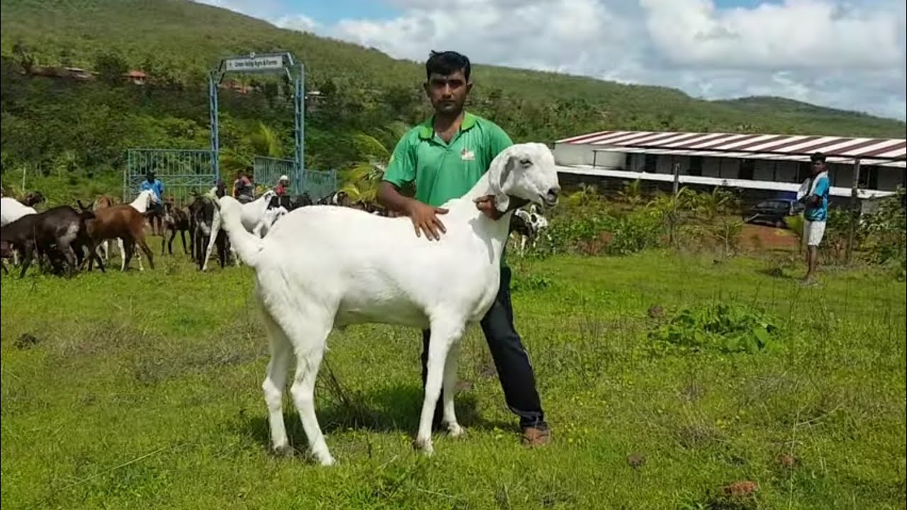 Biggest Goat Farm Of Raigad | Green Valley Agro Goat Farm. - YouTube
