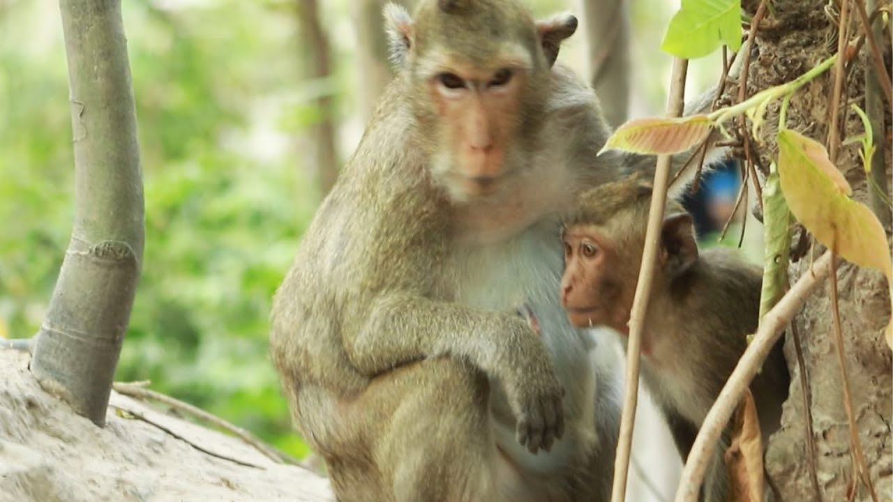 Mama April and Ayla Frolicking With Amaya Little youngest in Family- on ...