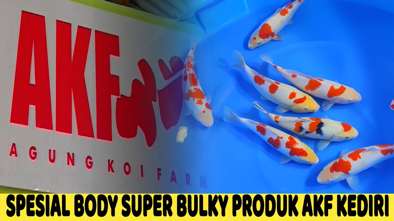 Update stok terbaru review ikan koi body super badak/bulky produk AKF ...