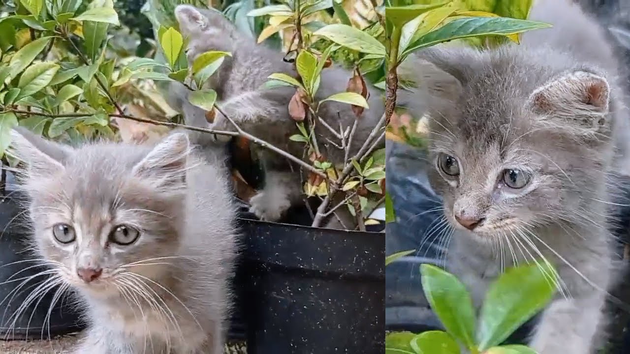 Anak Kucing Bermain di Taman Bunga 😻 - YouTube