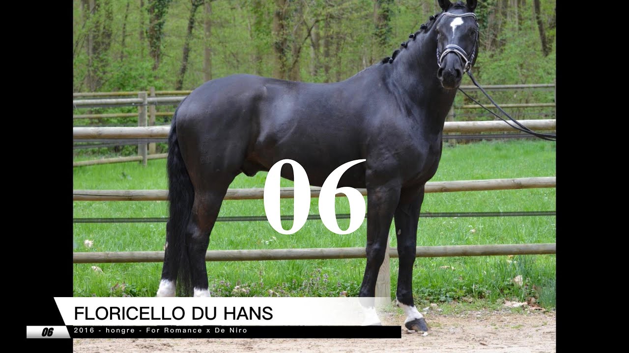 LOT 6 - FLORICELLO DU HANS - YouTube