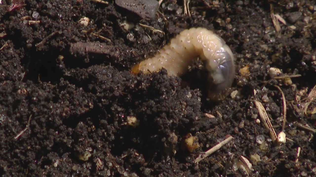 Snowy winter made grub infestation worse than normal - YouTube