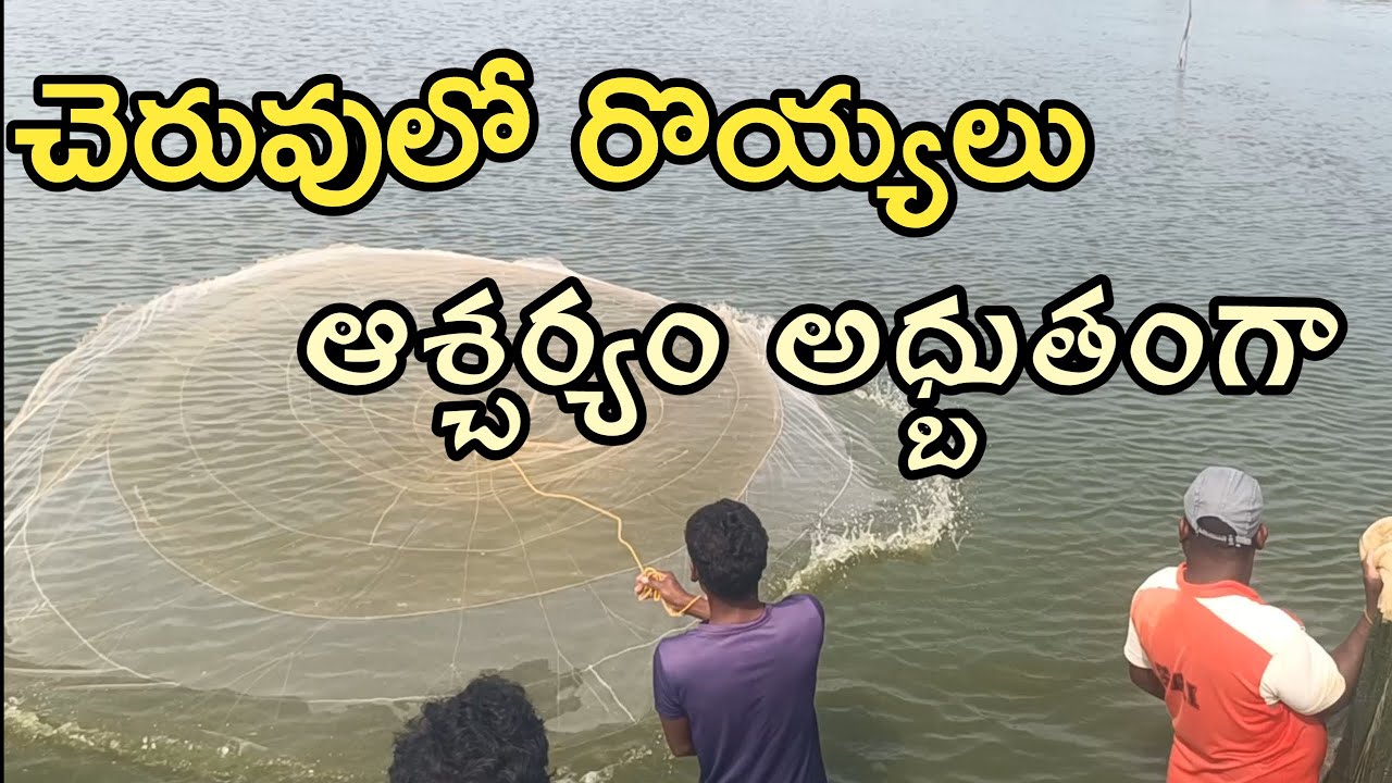 Prawns Catching techniques video - YouTube