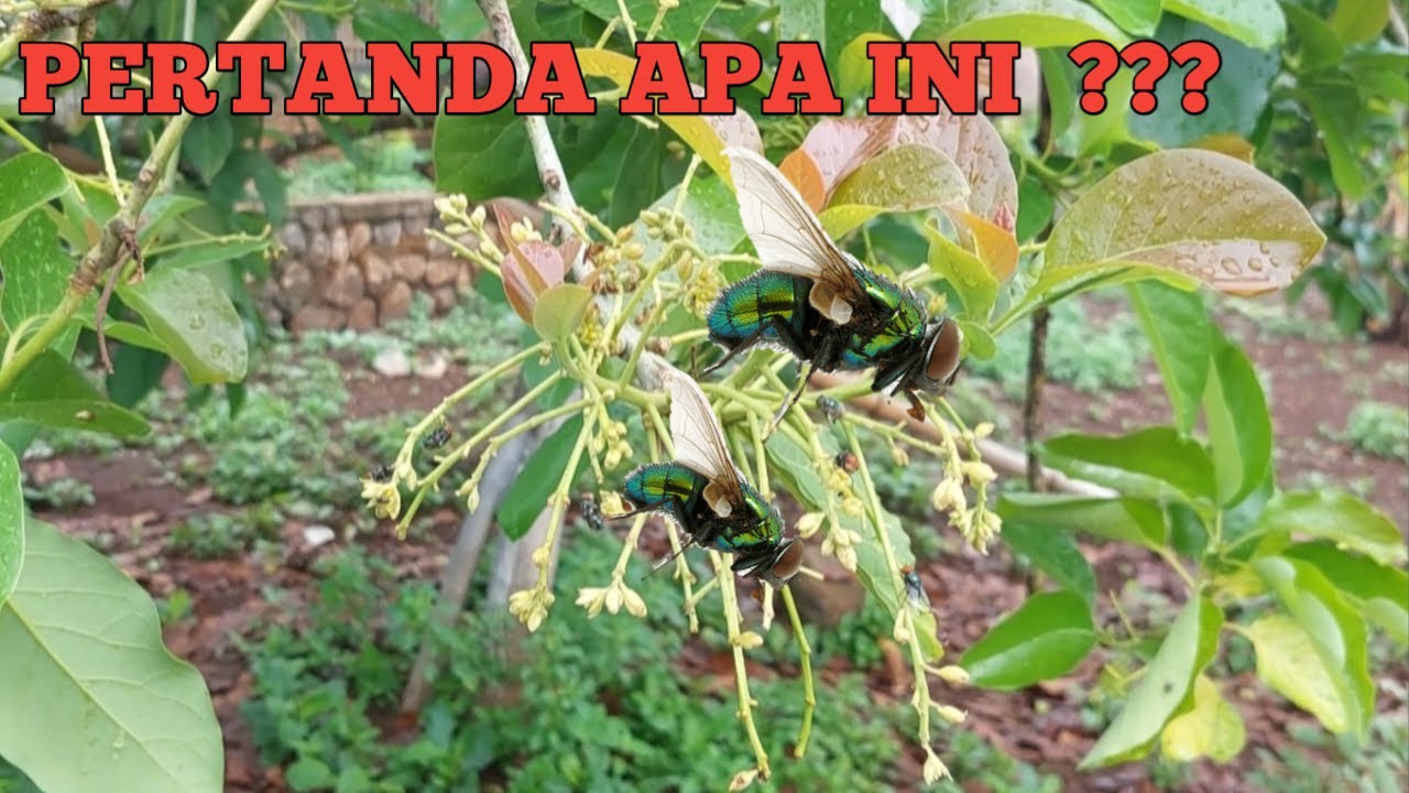 Lalat Hijau di Bunga Alpukat | Manfaat atau Hama??. - YouTube