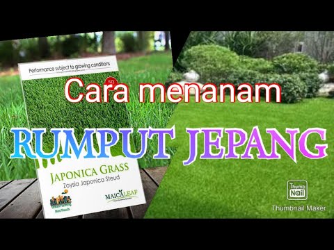 Cara menanam rumput jepang