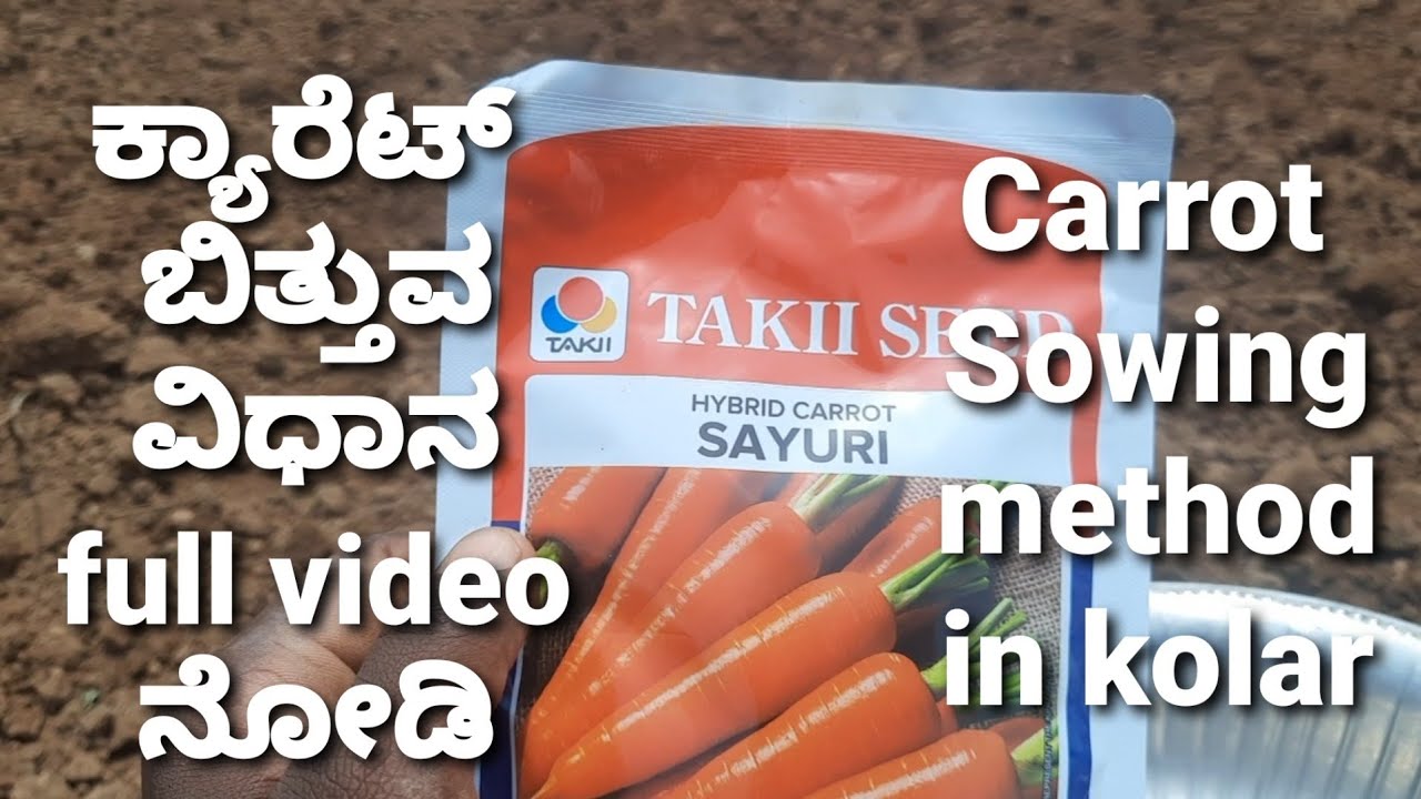 ಕ್ಯಾರೆಟ್ ಬಿತ್ತನೆ ಮಾಡುವ ವಿಧಾನ carrot sowing method in kolar district ...