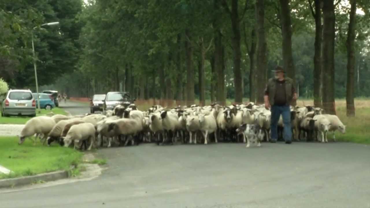 schapen hoeden Borger Drente - YouTube