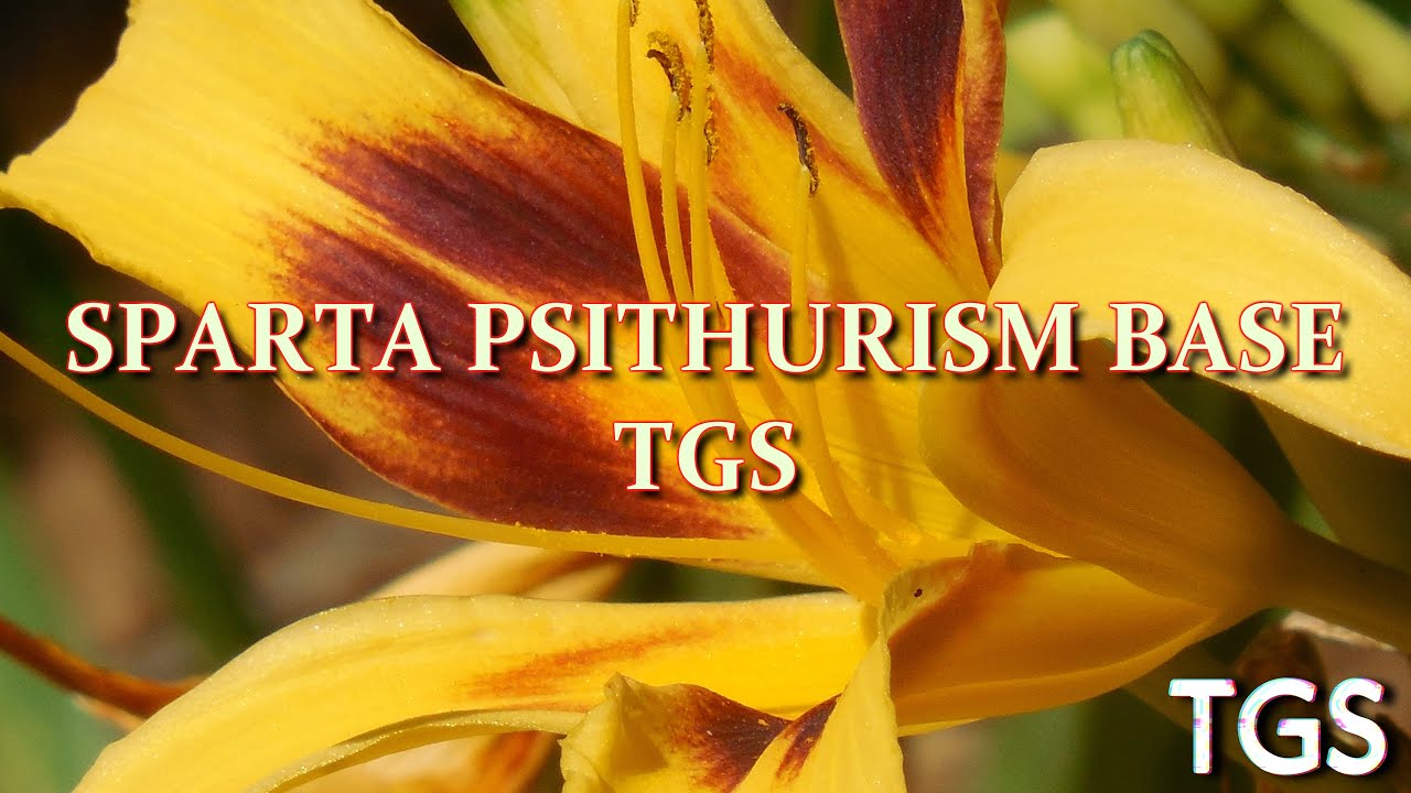 Sparta Psithurism Base TGS - YouTube