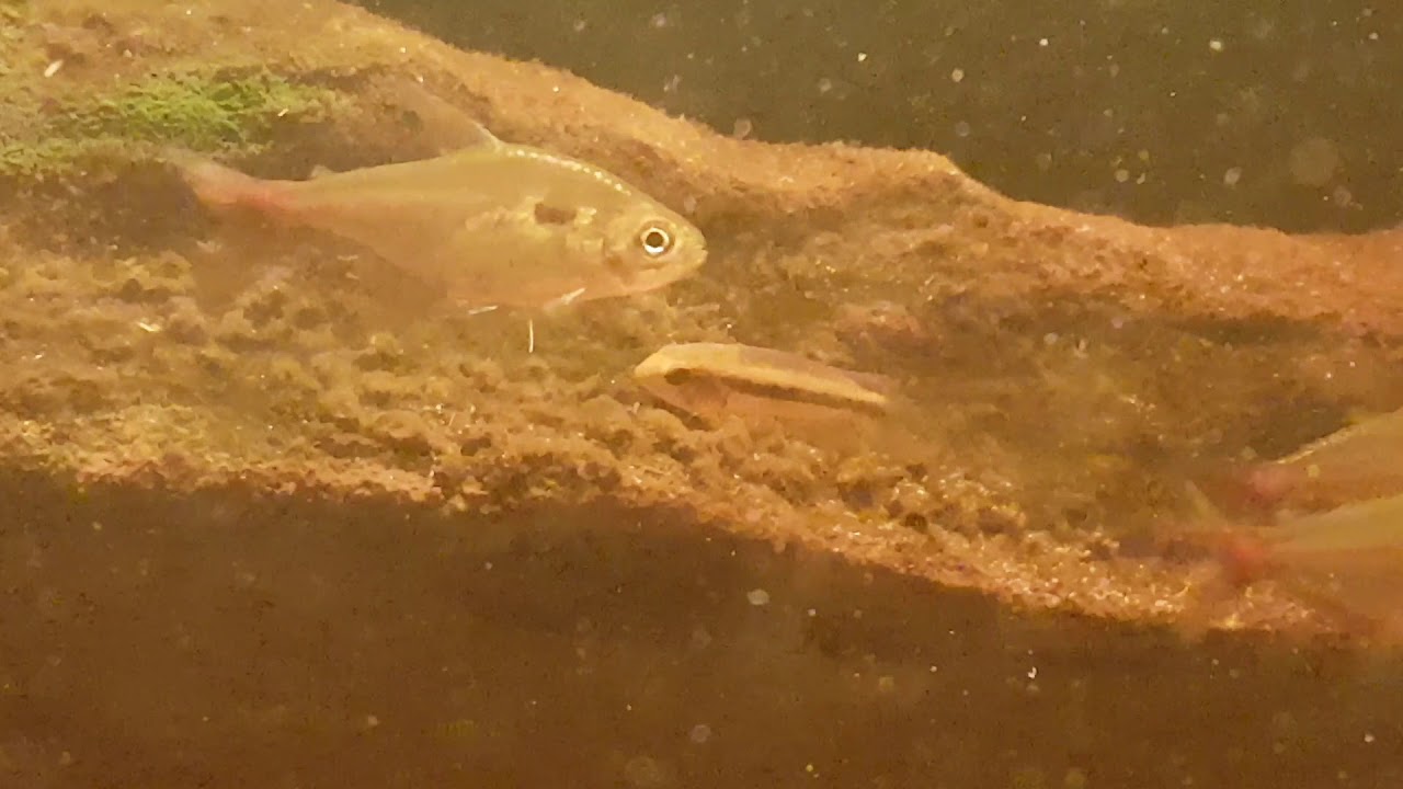 Apistogramma lineata - biotope aquarium - YouTube