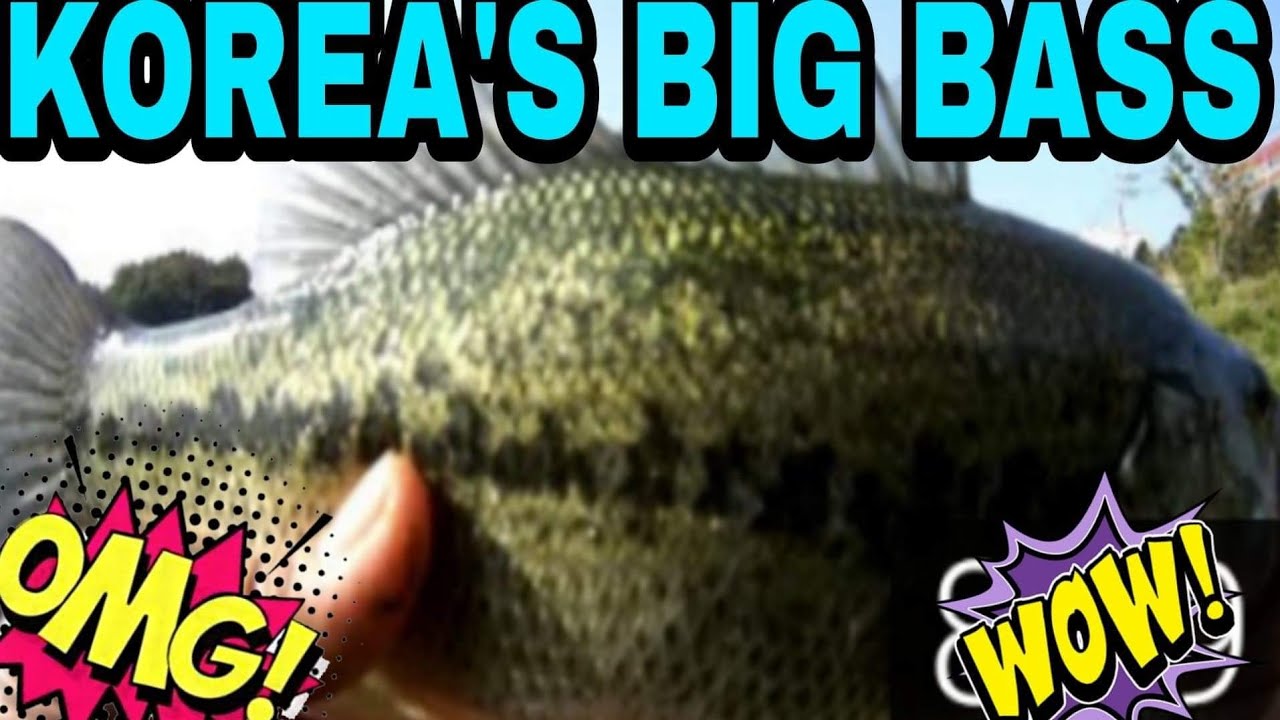 Sunday Bass Fishing in South korea - YouTube