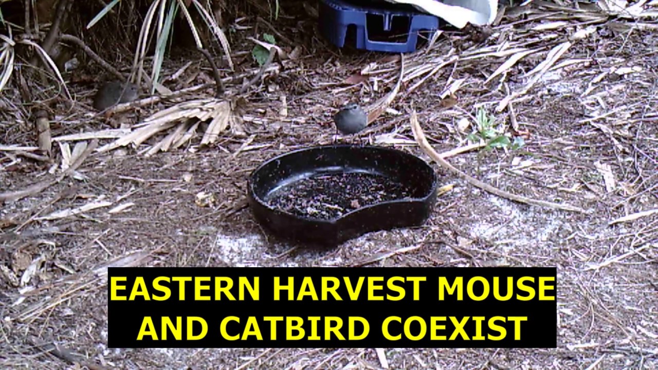 EASTERN HARVEST MOUSE AND CATBIRD COEXIST - YouTube