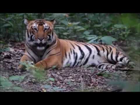 Winking Tiger - YouTube