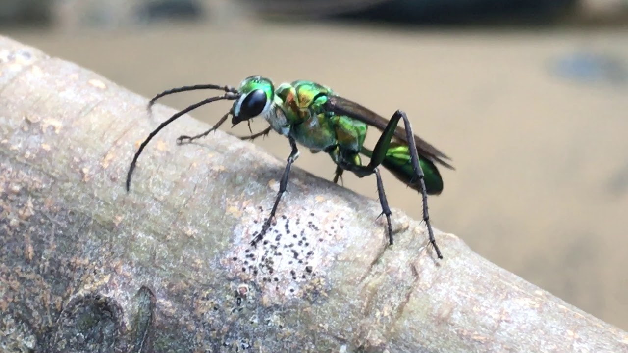 cricket hunter wasp in the wind - YouTube