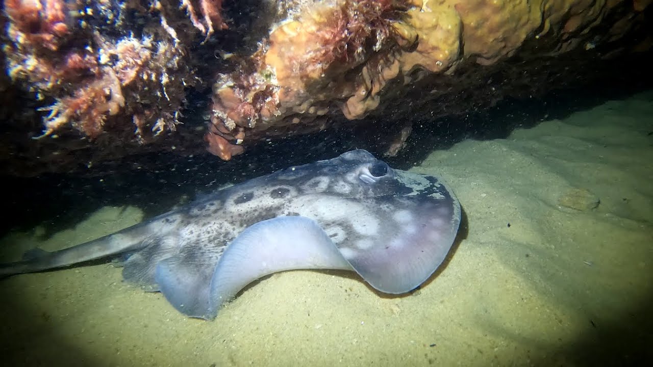 North Mole Night Dive - 21 October 22 - YouTube