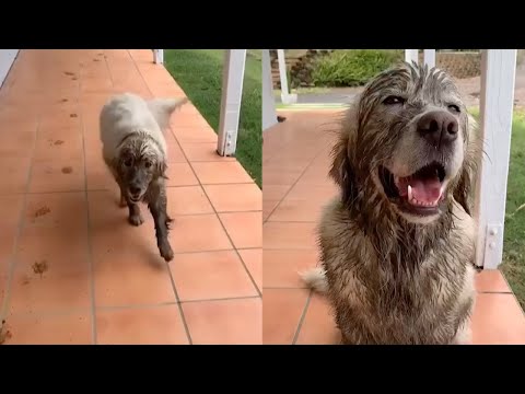Woman Wakes Up To Find Her Dog Covered In Mud