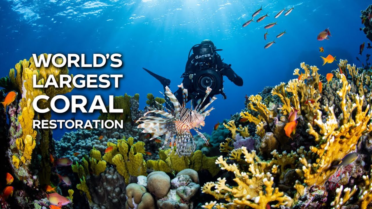 NEOM and KAUST Launch The World’s Largest Coral Reef Restoration ...