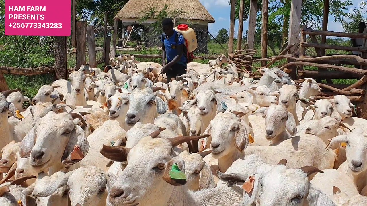 Reasons why I should do goat farming by hamiisi semanda +256773343283 ...