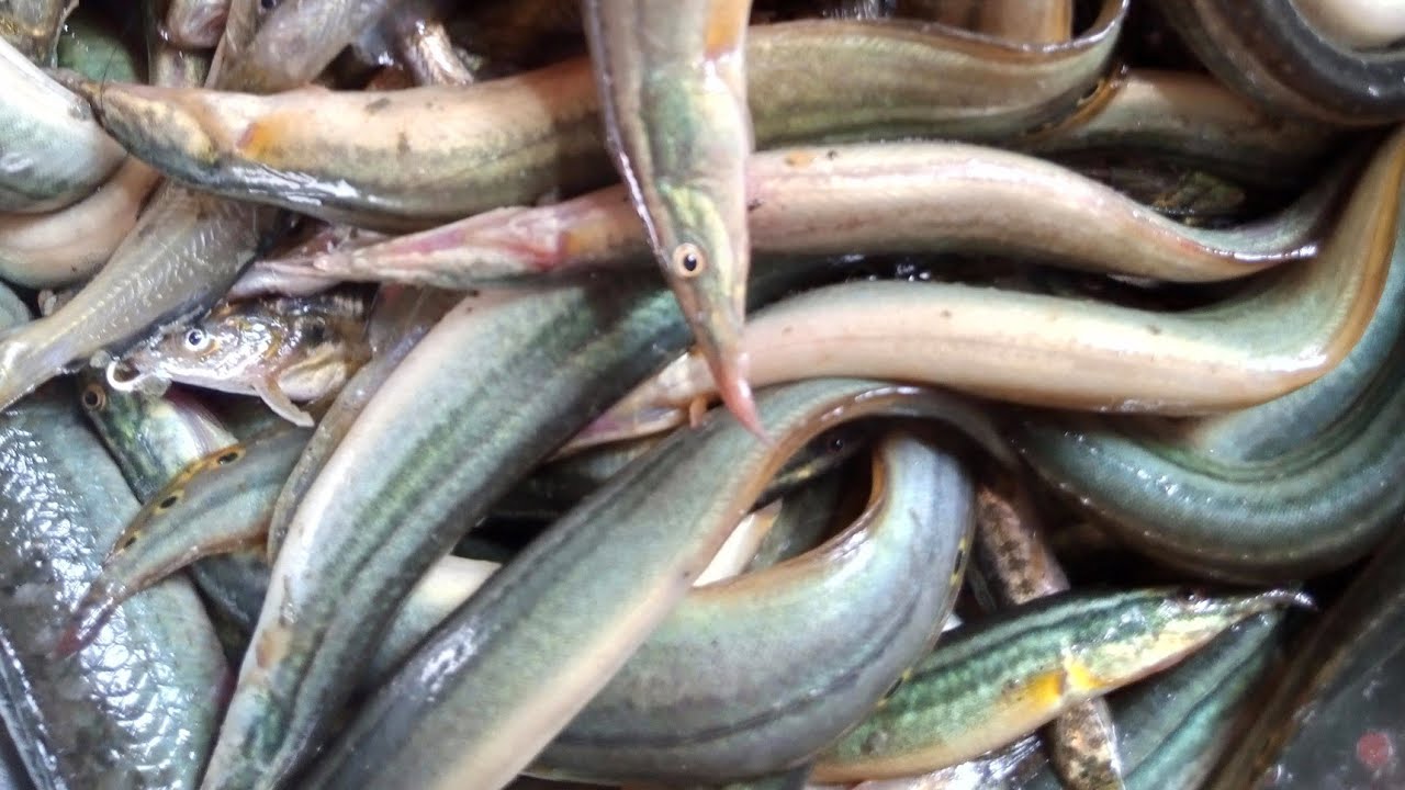 Desi patya machhali .. Indian Desi fish - YouTube