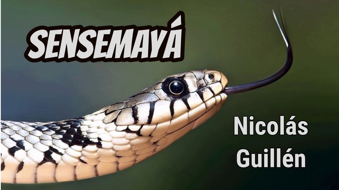 Poema: Sensemayá de Nicolas Guillén (Cuba) - YouTube