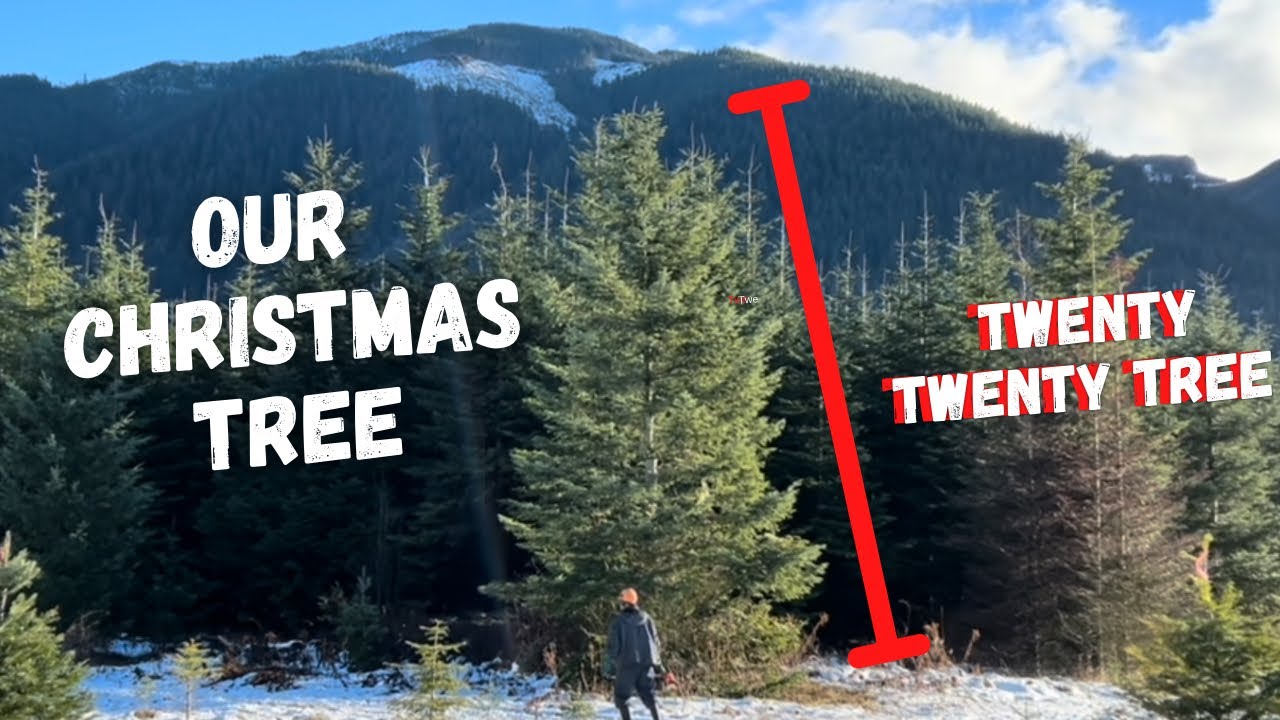 Biggest Christmas Tree 🎄 The Van Fam ~ Our 15 foot Tree for 2023 - YouTube