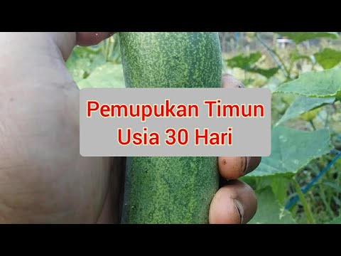 Pemupukan Timun Usia 30 Hari || Timun Baby Terlebat 2023|| Timun Buana ...