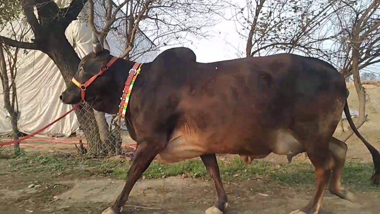 👍Hariyana breed cow in black colour 👍 Panwar Dairy Farm 👍 8570821285 ,👍 ...