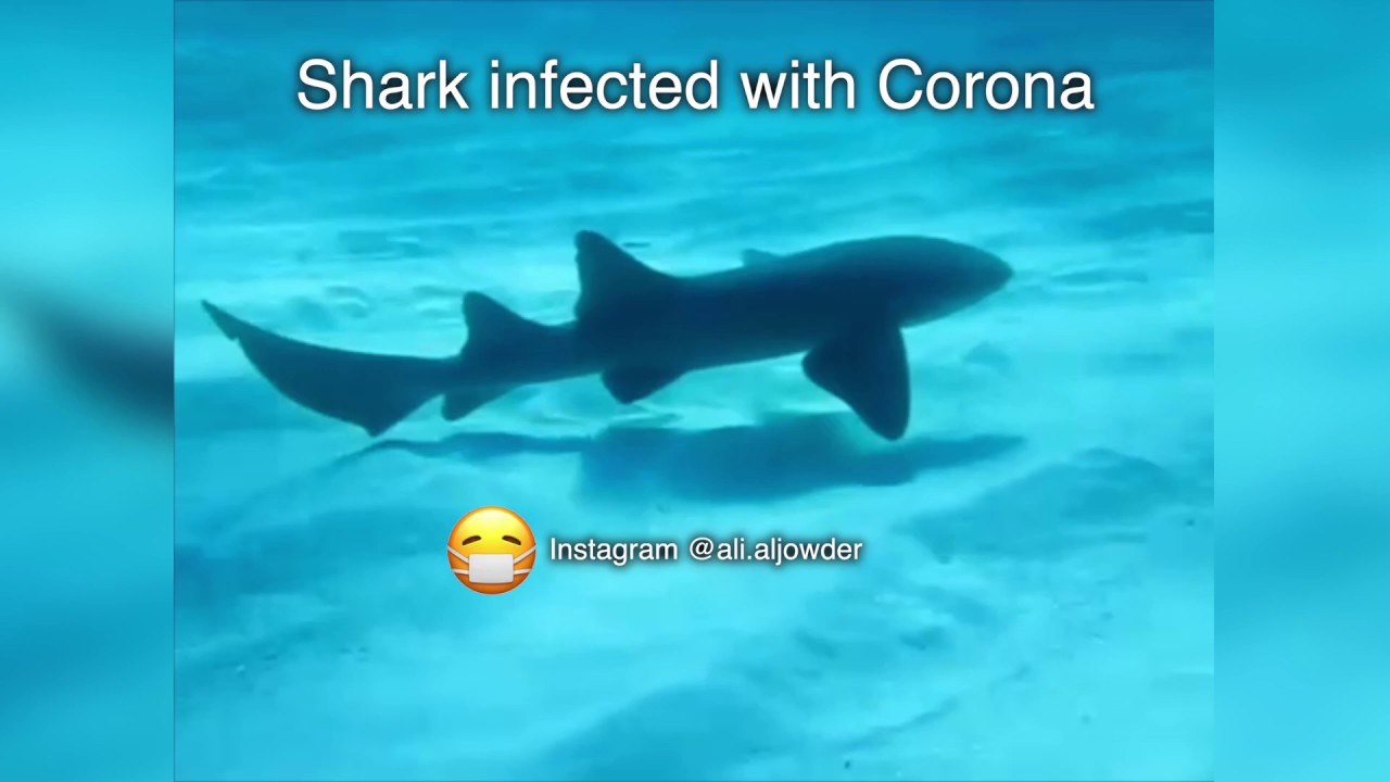Shark infected by Corona - قرش مصاب بالكورونا - YouTube