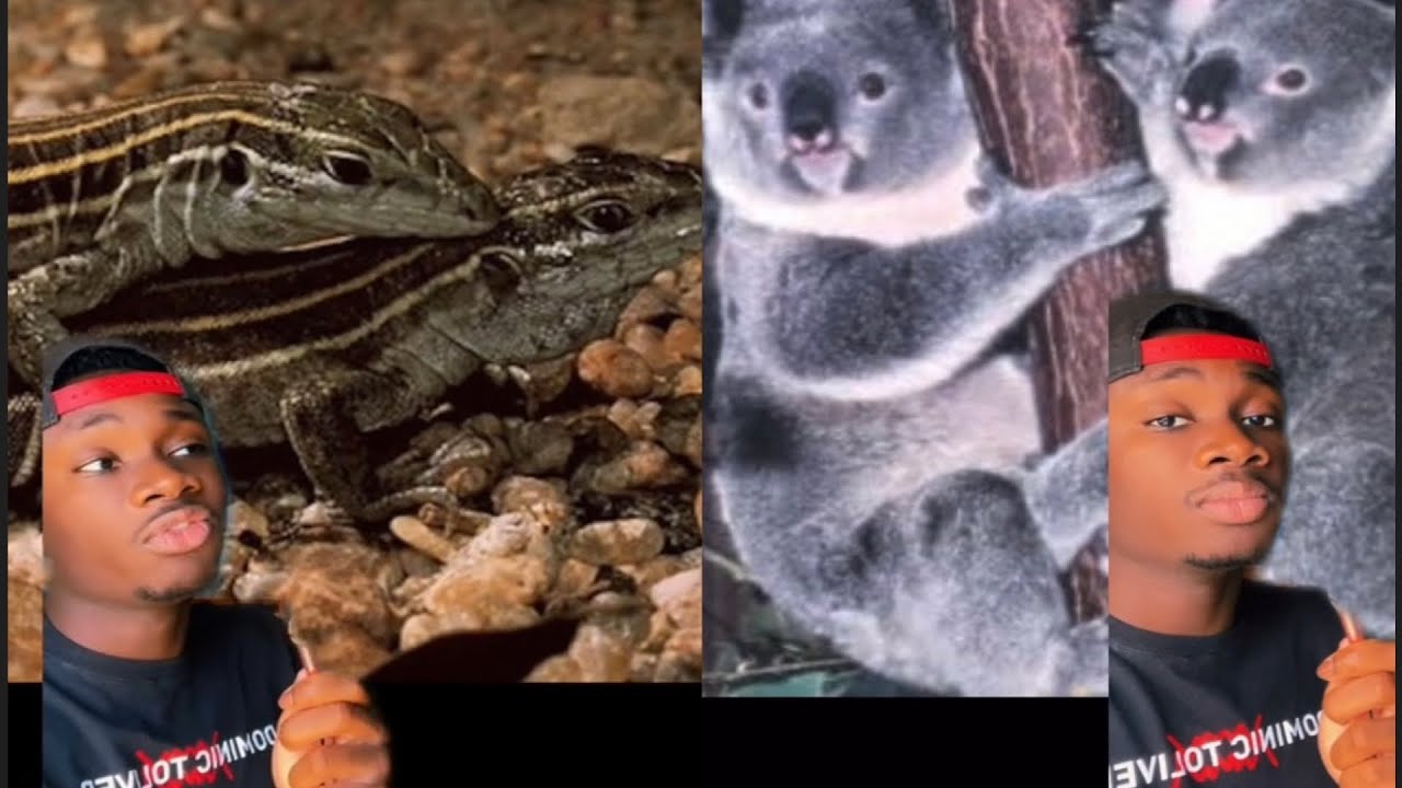 Why These Lizards and Koalas are L3sbians and Wombats Twerk Their ...