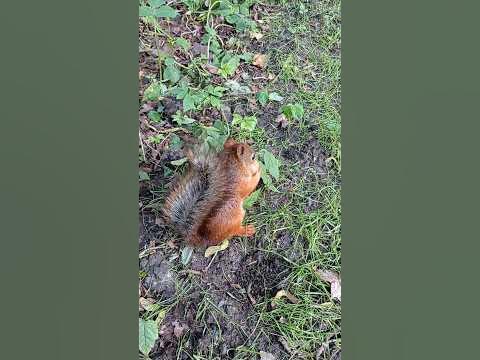 Белка с пушистым хвостом. - YouTube