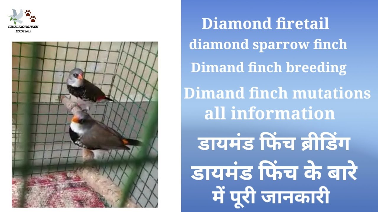 Diamond firetail | Dimand sparrow Finch mutations | Dimand finch ...