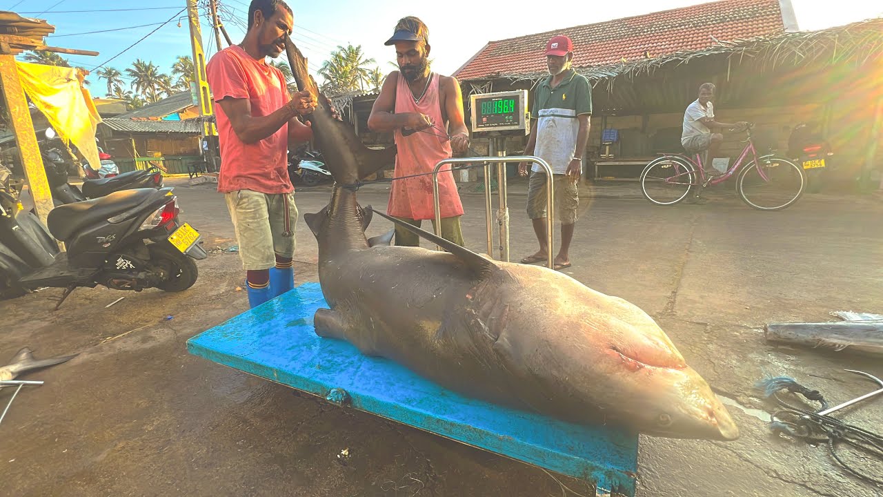200KG Massive Shark Cutting at the Street Fish Market Expert Fishermen ...