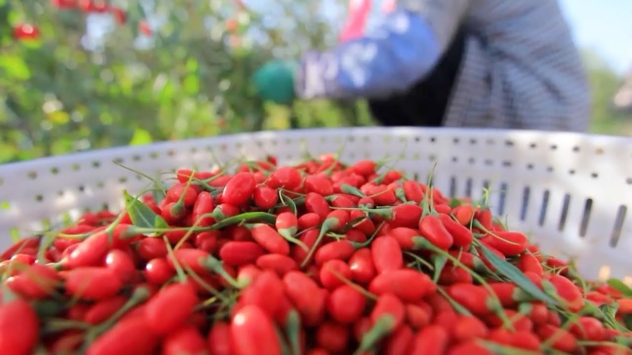 Goji berry harvest begins in China's Xinjiang - YouTube