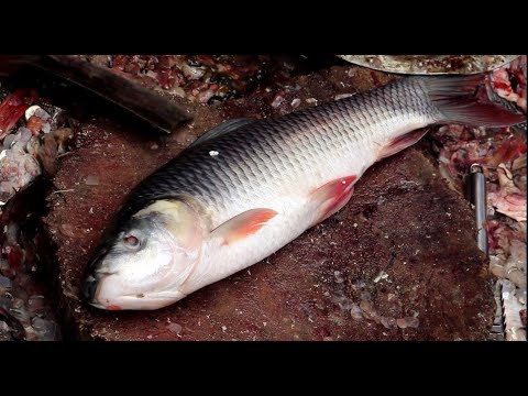Rohu Fish Cutting Skills | Bangladesh Food Secrets | Natural Fish ...