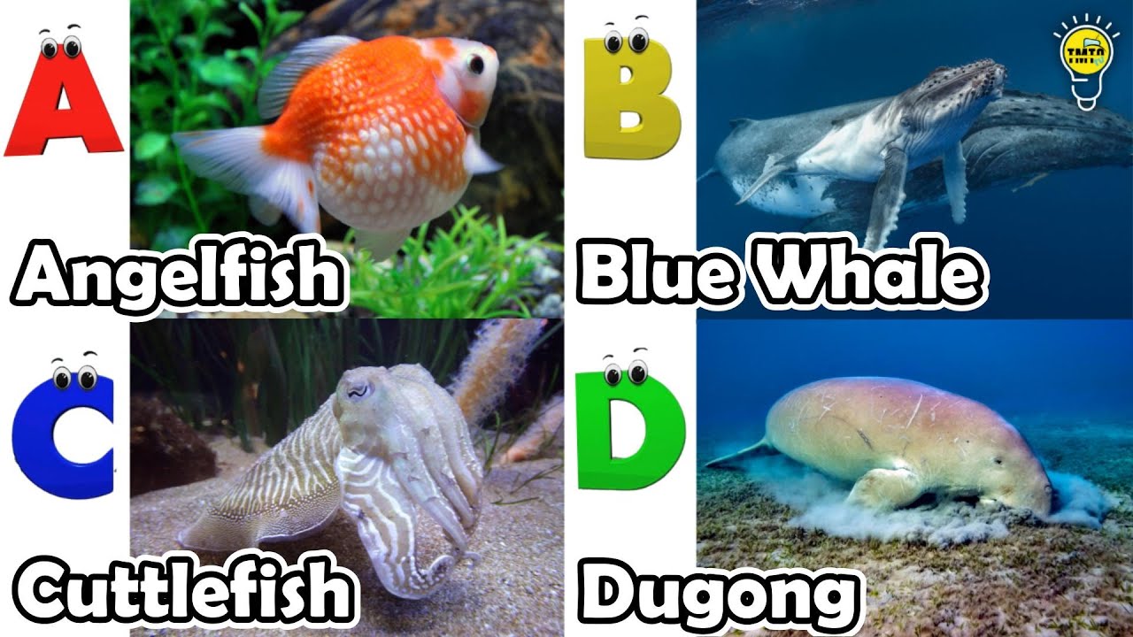 ABC phonics animals | ABC Sea Animals song | English and Animals for ...