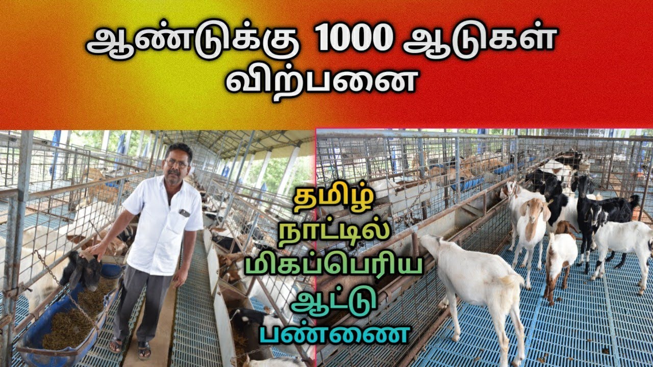 பரன் மேல் ஆடு வளர்த்தால் நோய் தாக்குதல் குறைவு | large scale goat farm ...