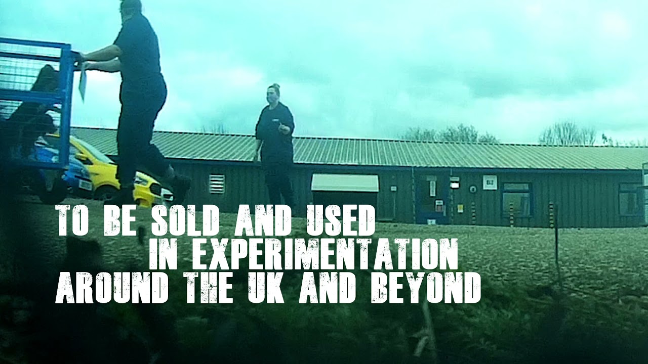 MBR Acres Beagle Breeding Facility - YouTube