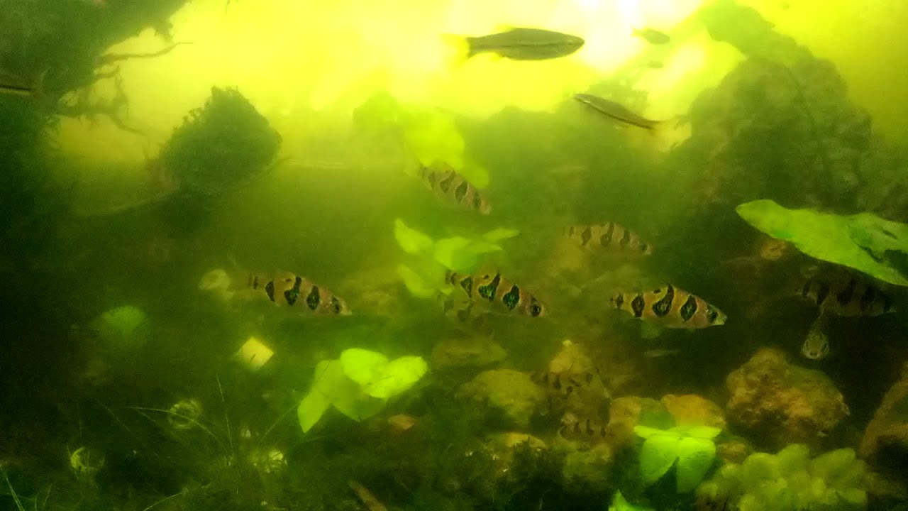 Desmopuntius rhomboocellatus, Snakeskin Barb - YouTube