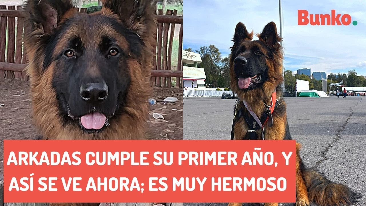 Arkadas cumple su primer año, y así se ve ahora; es muy hermoso - YouTube