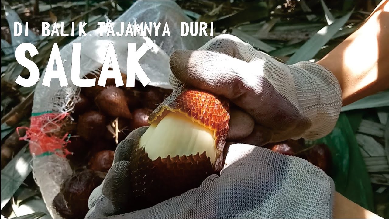 ALAS PETUNG: Panen Salak - YouTube