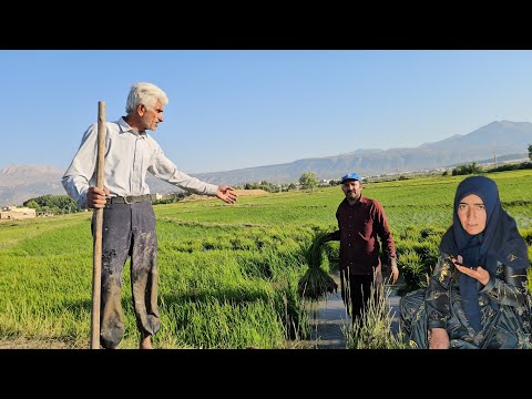 From rice fields to tents; is this the beginning of better days for Ahmad and Farideh?