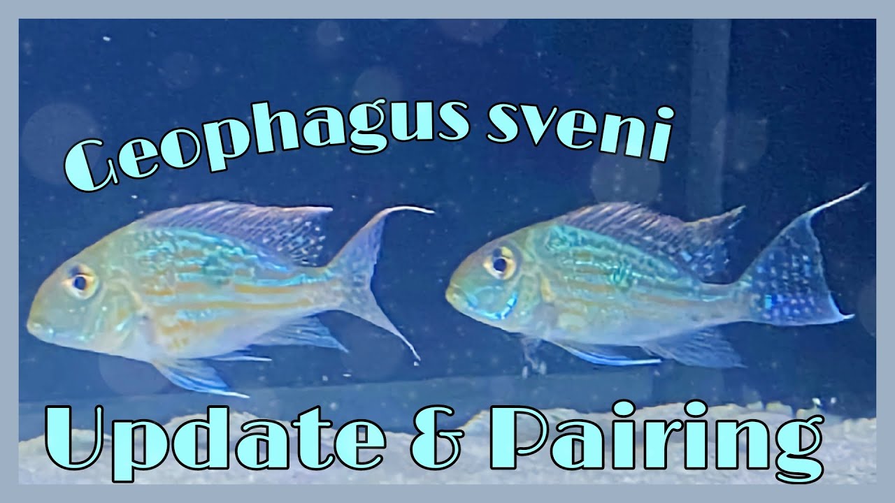 Geophagus Sveni update - YouTube