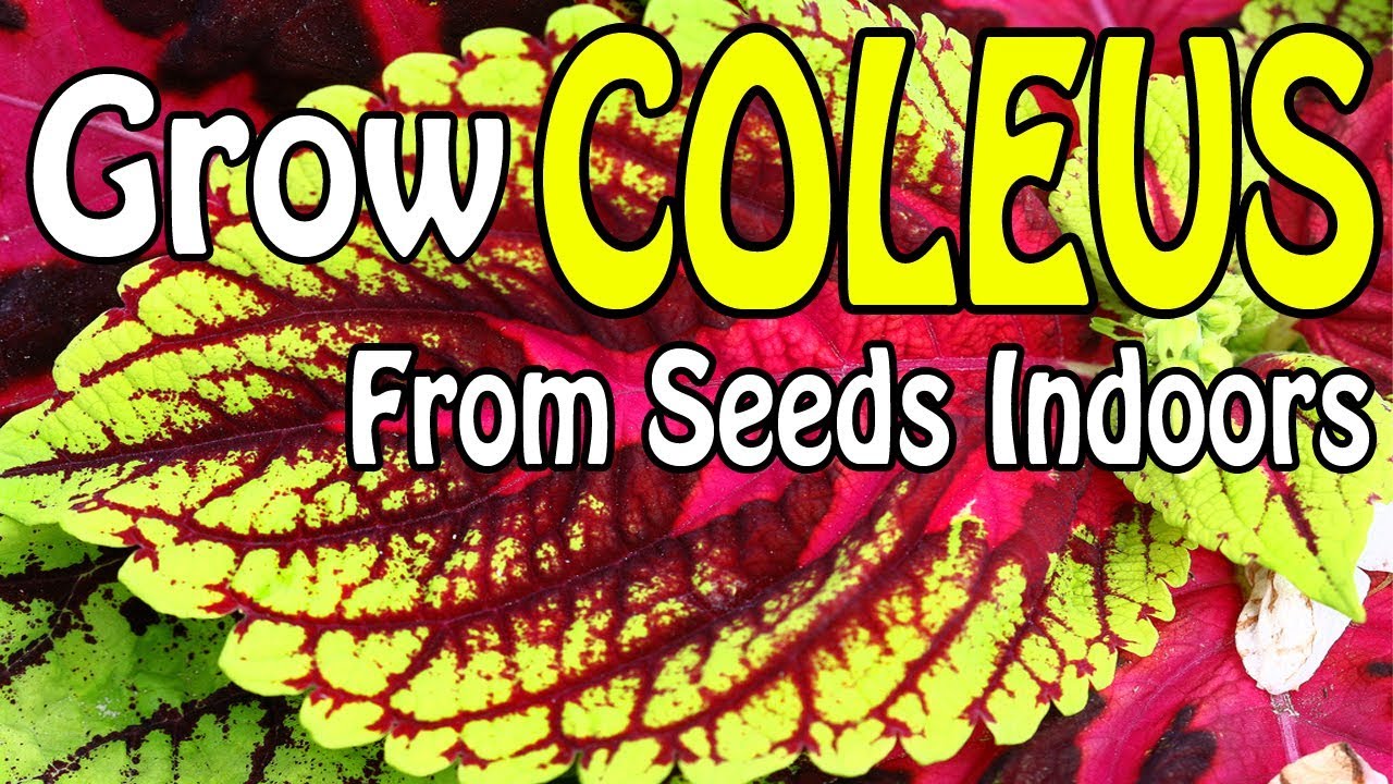 How To Grow Coleus From Seeds Indoors - YouTube
