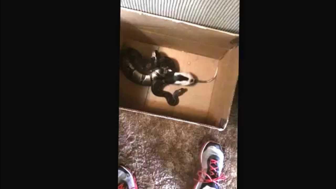 Ball python kills rat in slow motion- good eater - YouTube