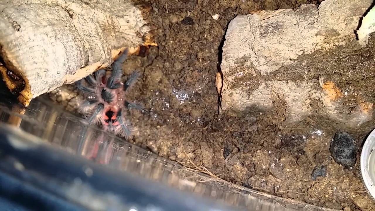 P. machala feeding! And another happy outcome! - YouTube