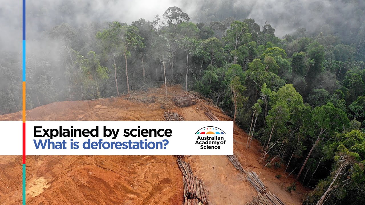What is deforestation? - YouTube